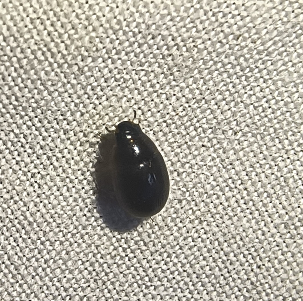 Water Scavenger Beetles from Hyde Park, Austin, TX, USA on October 14 ...