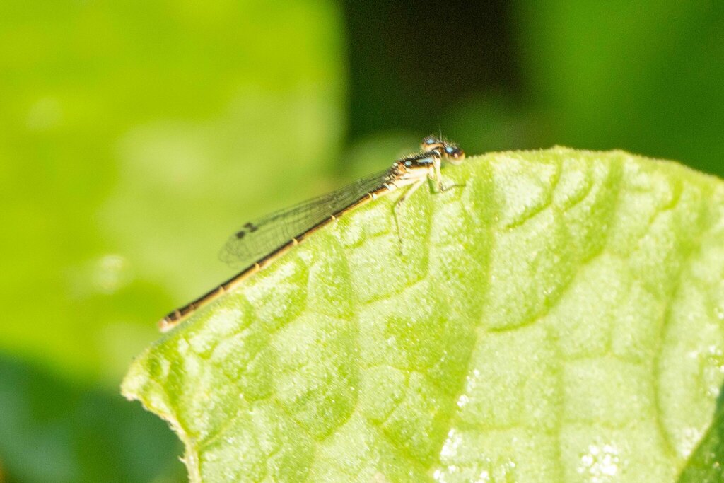 Fragile Forktail from Oyster Creek Park, Sugar Land, TX, USA on October ...