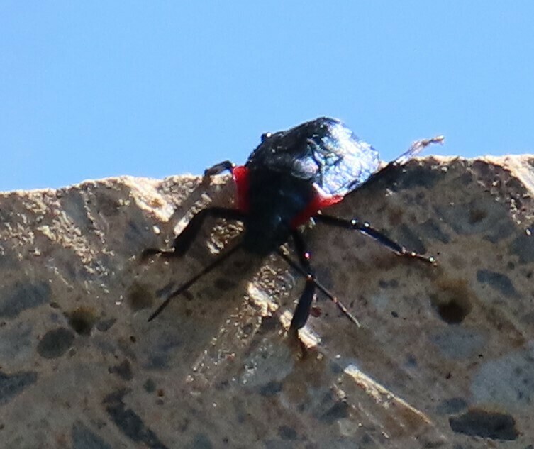 Giant Strong-nosed Stink Bug from Txdot Tract, Sugar Land, TX 77479 ...