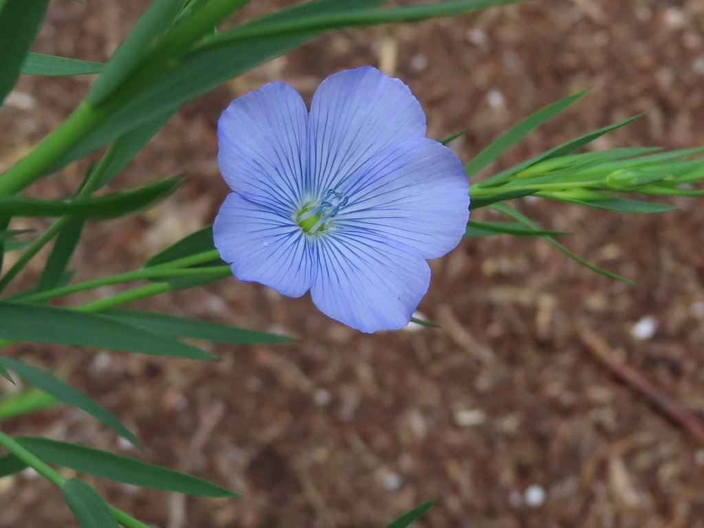 Australian Flax in October 2024 by Rod Seager. Self sown in veggie ...