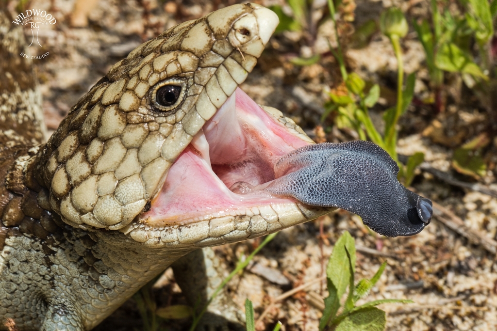Shingleback from Perth WA, Australia on October 7, 2024 at 04:03 PM by ...