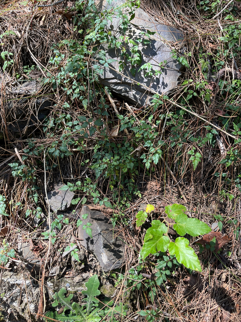 Clematis peterae lishanensis from Central Cross-Island Highway, Renai ...