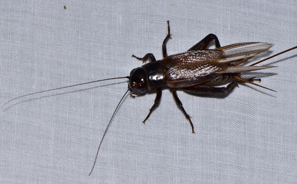 Australian Black Field Cricket from Cundletown NSW 2430, Australia on ...