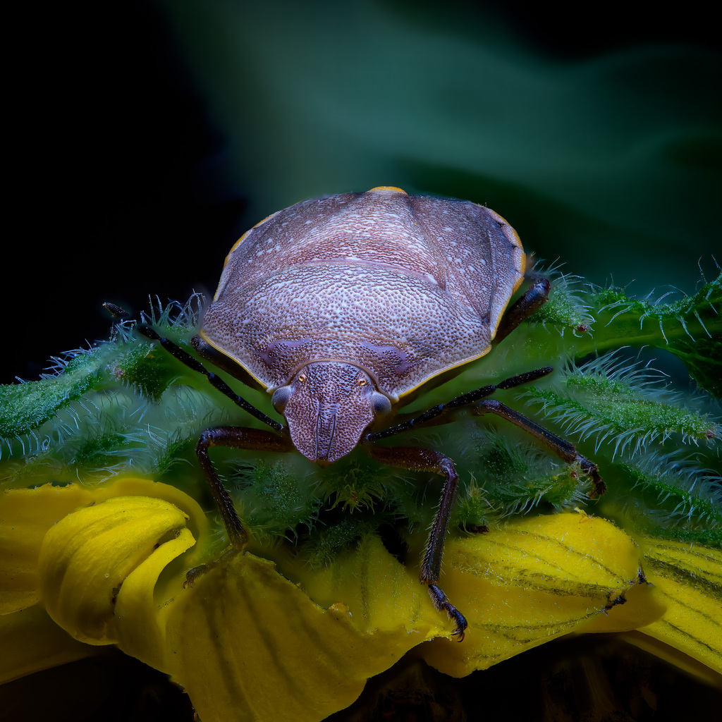 Conchuela Bug from Okanogan County, WA, USA on October 14, 2024 at 06: ...