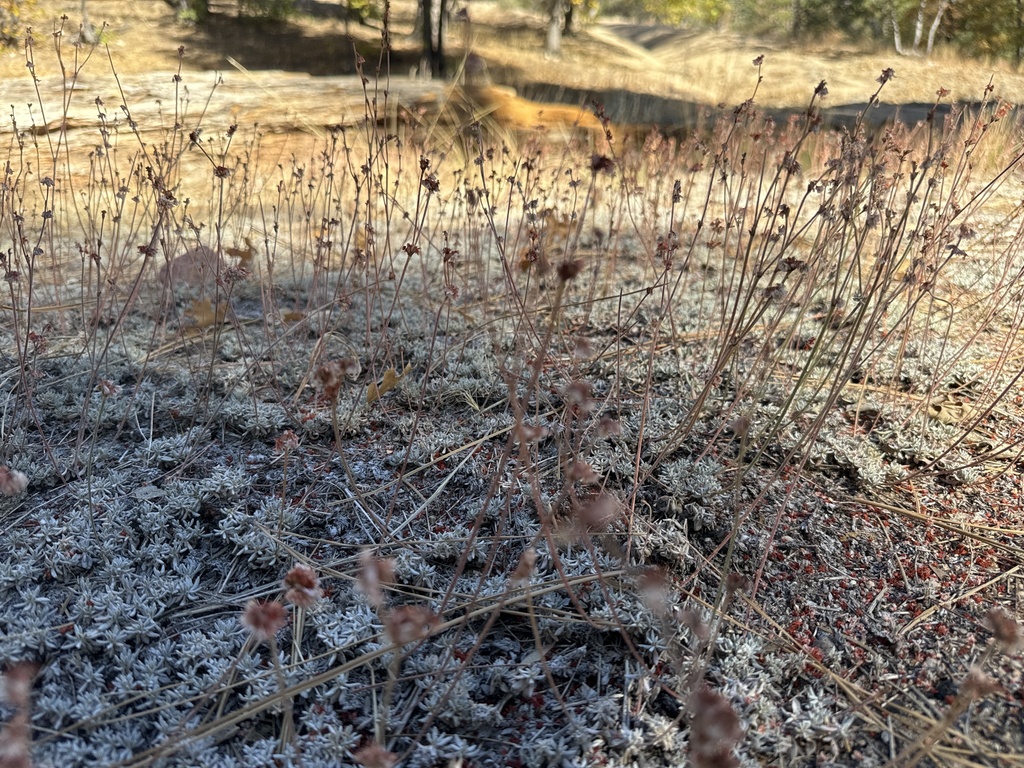 short-stemmed bastard-sage from San Bernardino National Forest, San ...