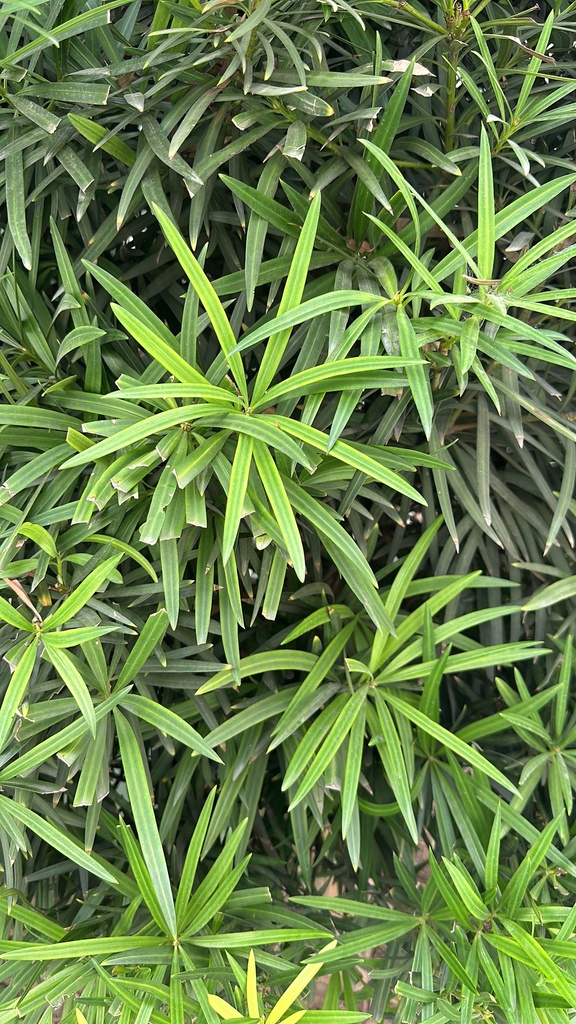 Podocarps from Universidad Autónoma de Nuevo León, San Nicolás de los ...
