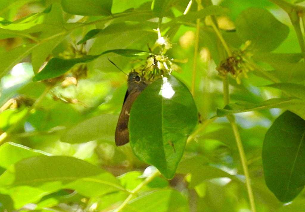 Narrow-banded Awl from Cedar Creek QLD 4520, Australia on October 15 ...