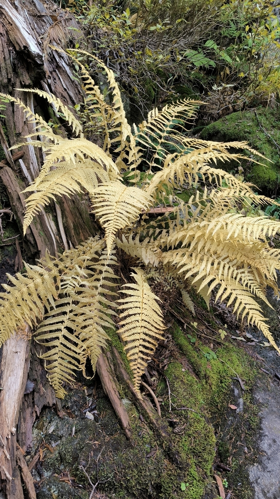 Queen's veil mountain fern from Goat Mountain on October 13, 2024 at 03 ...