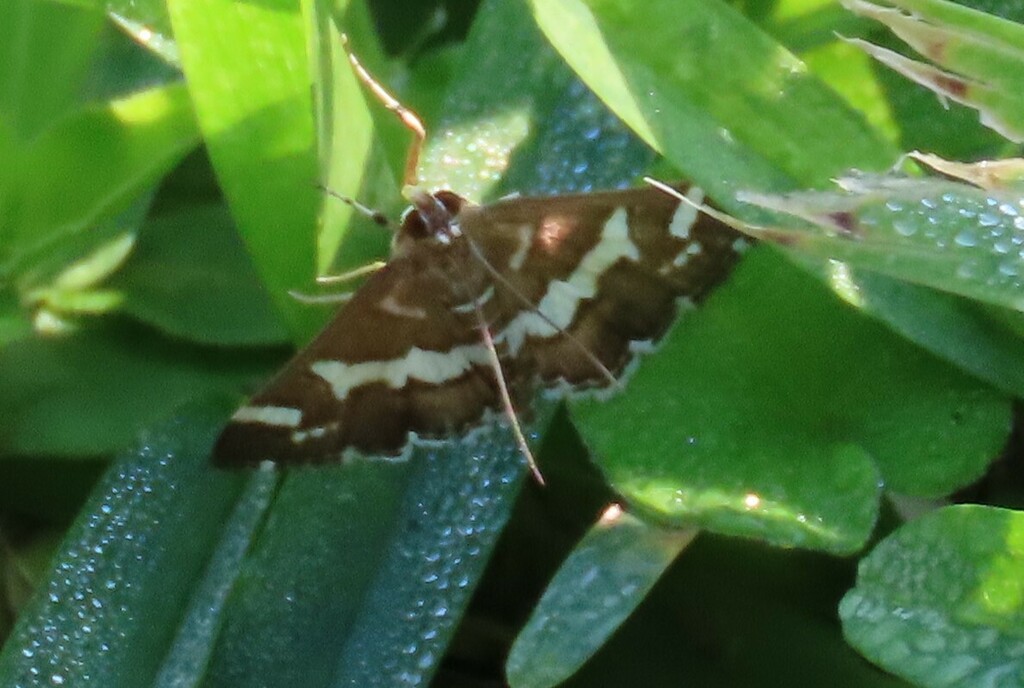Hawaiian Beet Webworm Moth in October 2024 by margohj. TPWD pollinator ...