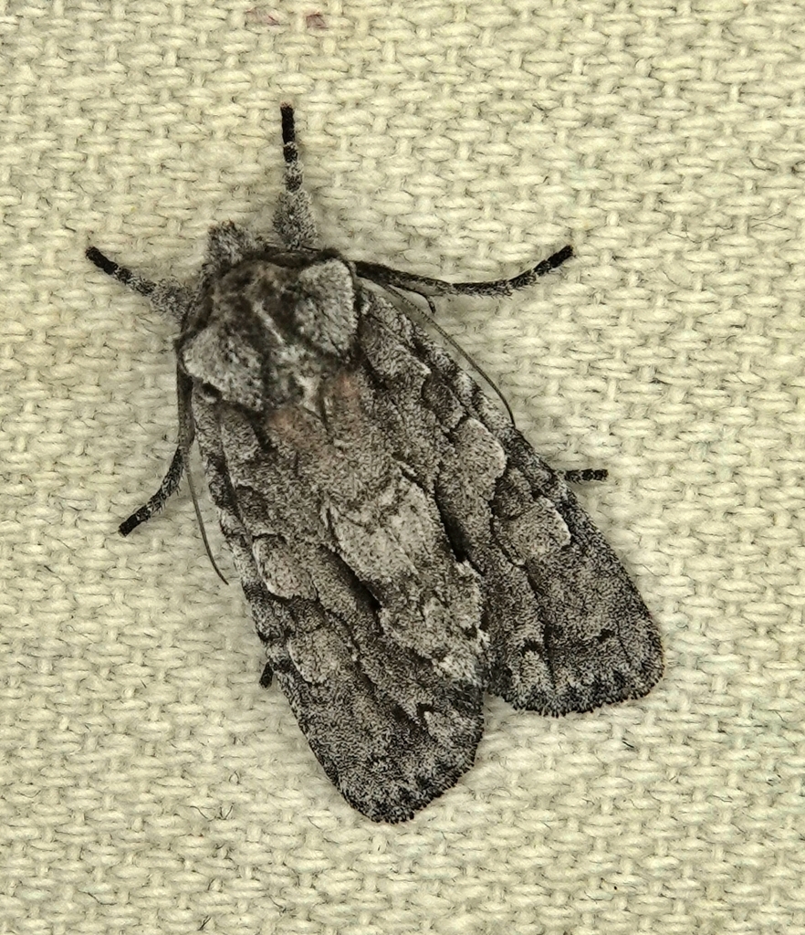 Lithophane atara from Scotts Bluff County, NE, USA on October 11, 2024 at 08:47 PM by Colin ...