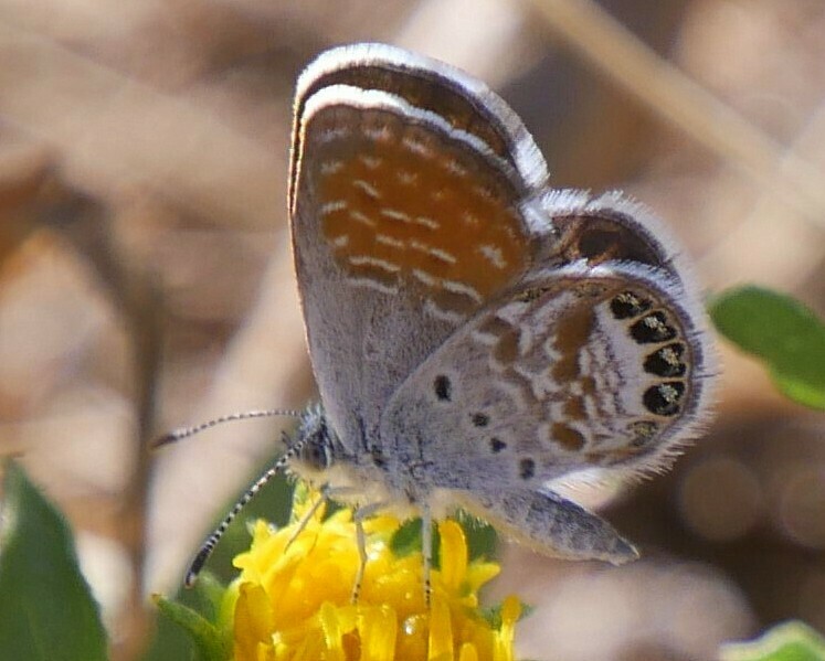 Western Pygmy-Blue from Delta, CO 81416, USA on October 14, 2024 at 04: ...