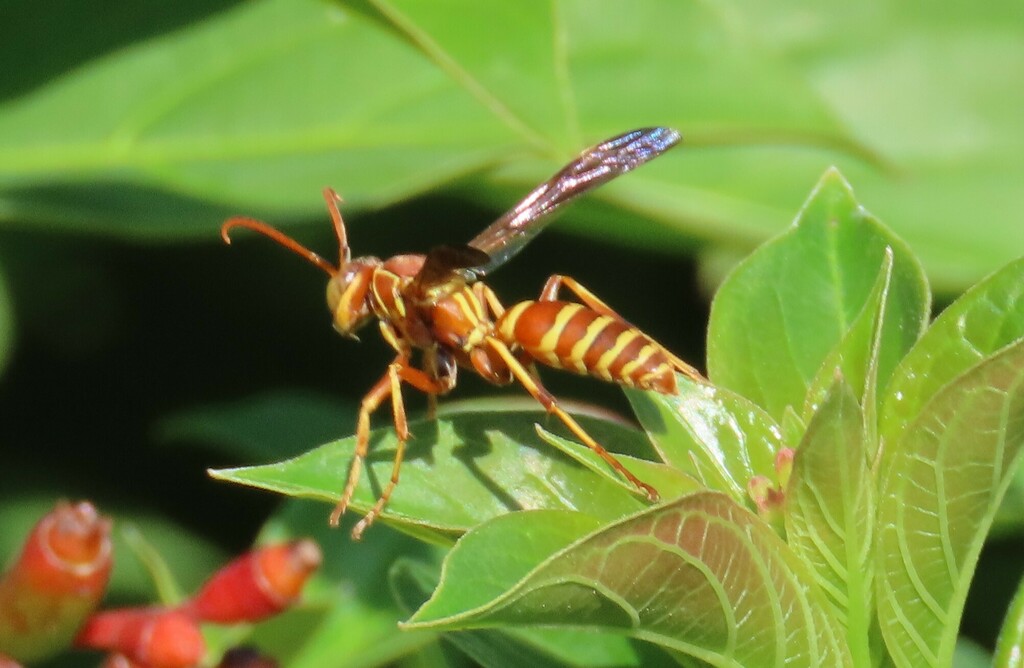 Southern Paper Wasp in October 2024 by margohj. TPWD pollinator ...