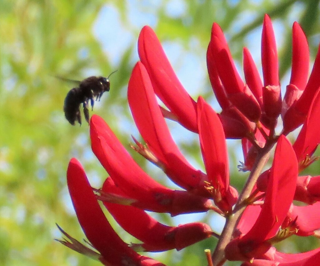 Strand's Carpenter Bee in October 2024 by margohj. TPWD pollinator ...