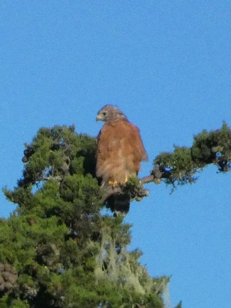 California Red-shouldered Hawk from Inspiration Point, San Francisco ...