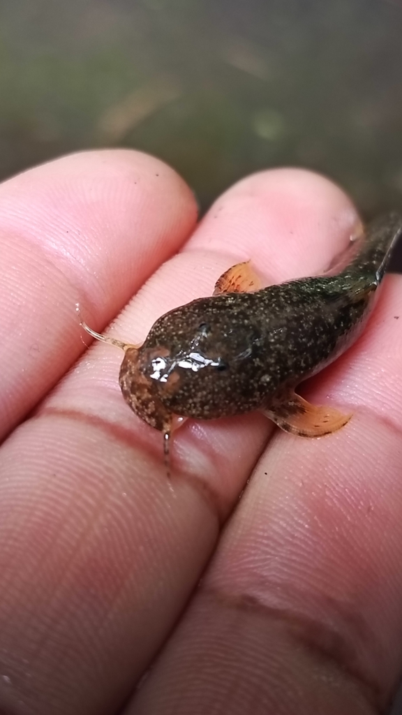 Astroblepus from Valladolid, Ecuador on October 10, 2024 at 10:40 AM by ...