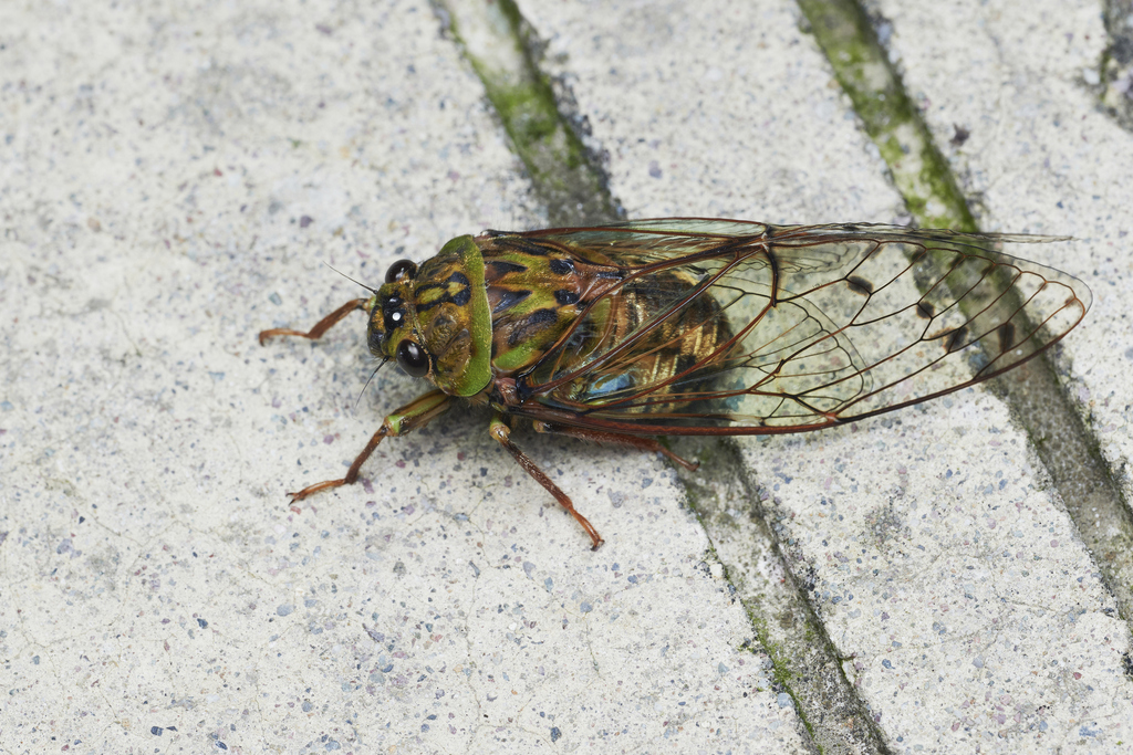 Karenia sulcata from 中国四川省凉山彝族自治州冕宁县 on July 16, 2023 at 10:02 PM by Li Jianbo · iNaturalist