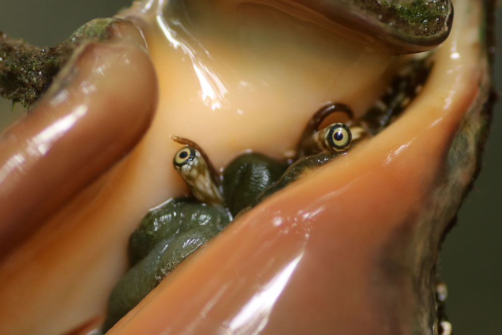 Common Spider Conch from Raja Ampat, ID-IB, ID on July 22, 2017 at 10: ...