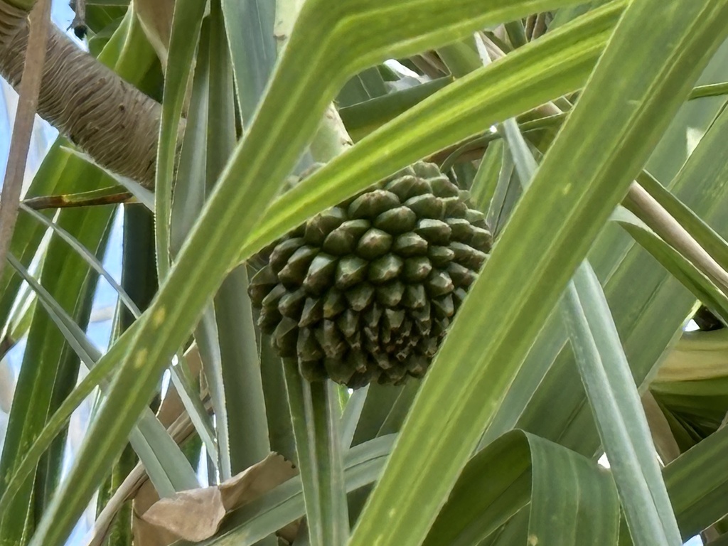 Common screwpine from San Antonio Botanical Garden, San Antonio, TX, US ...