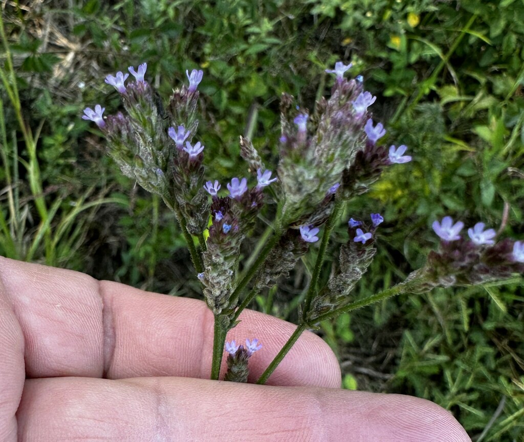 Brazilian Vervain from St. Hwy 69 at Big Sandy Creek, Tuscaloosa County ...
