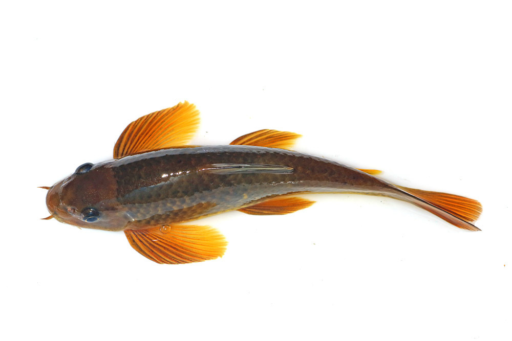Ceylon Logsucker (Garra ceylonensis) - Marine Life Identification