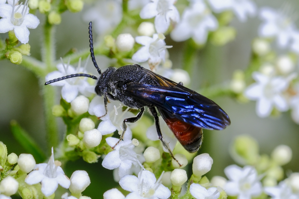 Bees from 中国福建省南平市武夷山市 on October 7, 2024 at 11:51 AM by 帕索卡 · iNaturalist