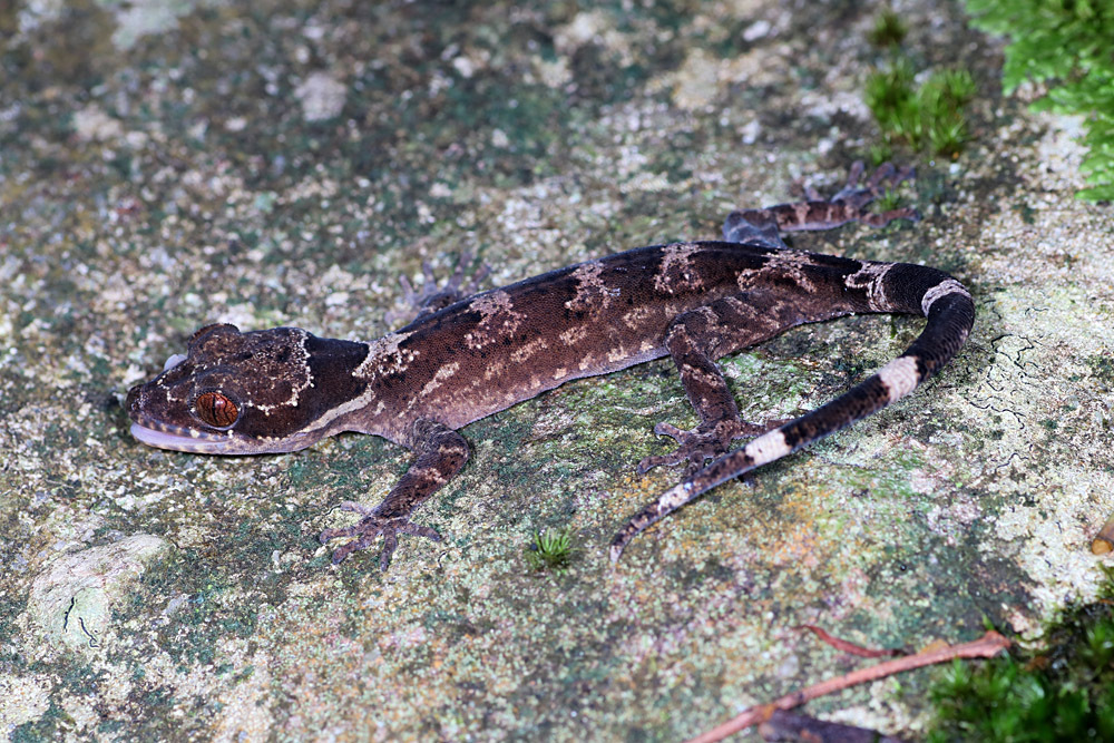Dark-collared Bent-toed Gecko from Kotapola, LK-MH, LK on July 26, 2023 ...