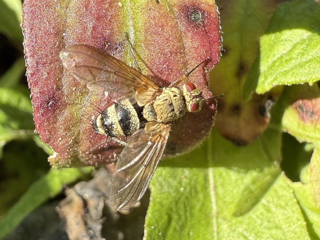 Tachinid Flies from 北京工业大学, 北京市, CN on October 15, 2024 at 12:15 PM by ...