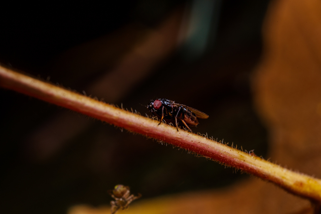 Acalyptrate Flies from Mystic Vale, Saanich, BC, CA on October 25, 2023 ...