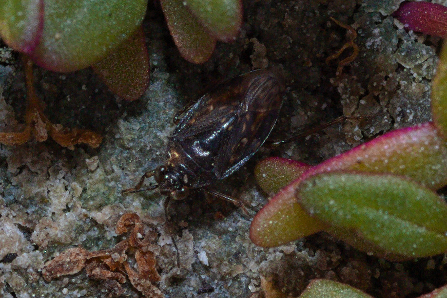 Saldula from Gillette, WY, USA on September 4, 2024 at 06:05 PM by Mr ...