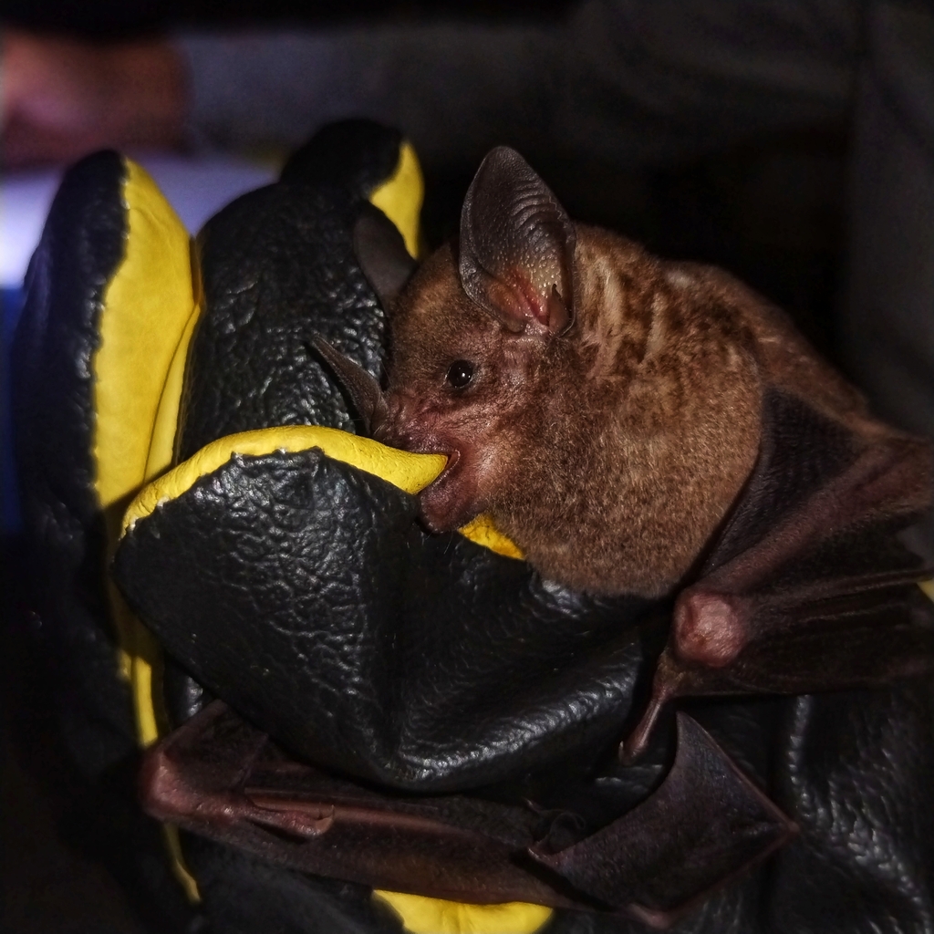 chestnut short-tailed bat from Turbaco, Bolívar, Colombia on October 13 ...