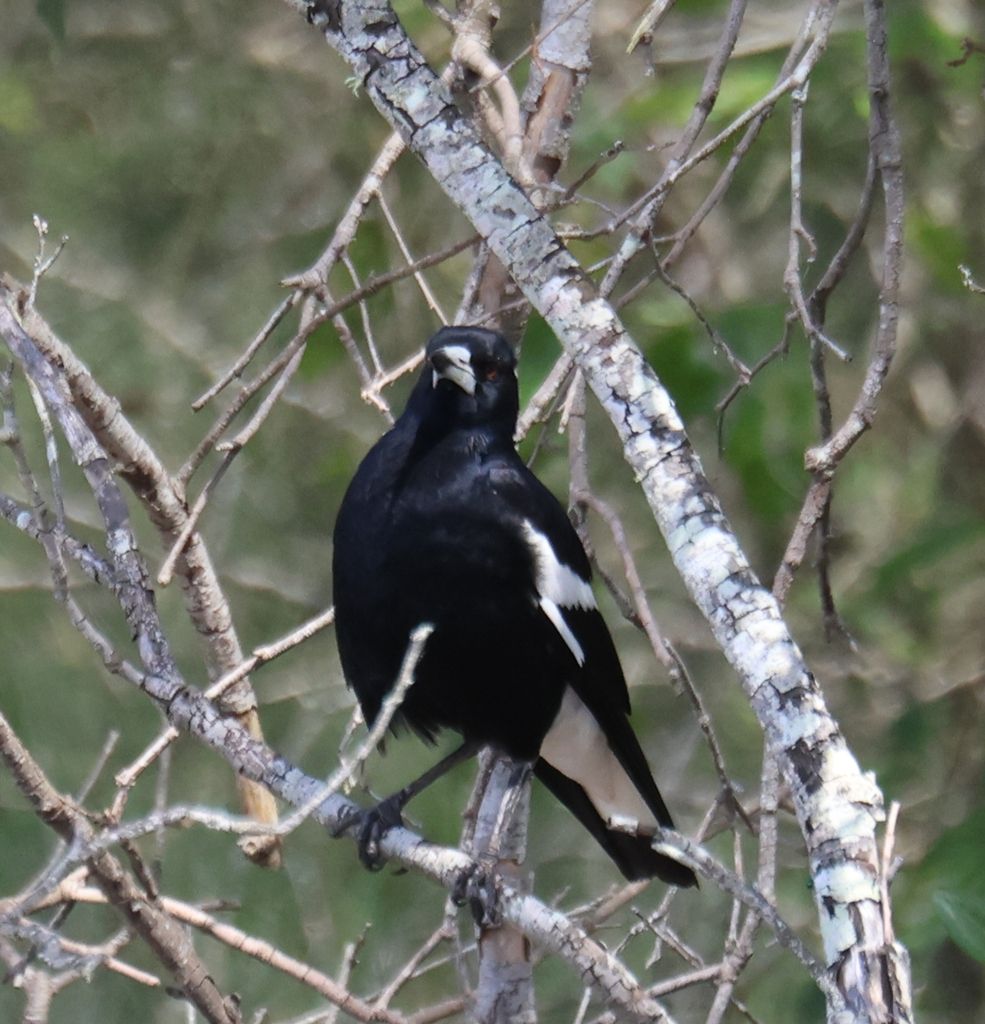 Australian Magpie from Lota Boardwalk, Brisbane QLD, Australia on ...