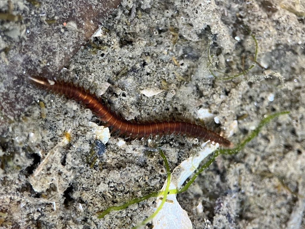 Bat star worm from Gig Harbor, Gig Harbor, WA, US on October 14, 2024 ...
