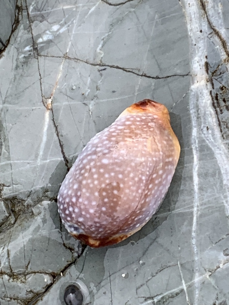 grape cowrie from South Pacific Ocean, Barcoongere, NSW, AU on October ...