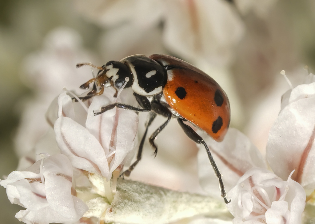 Convergent Lady Beetle from Hansen Park 2, native plant demo garden ...