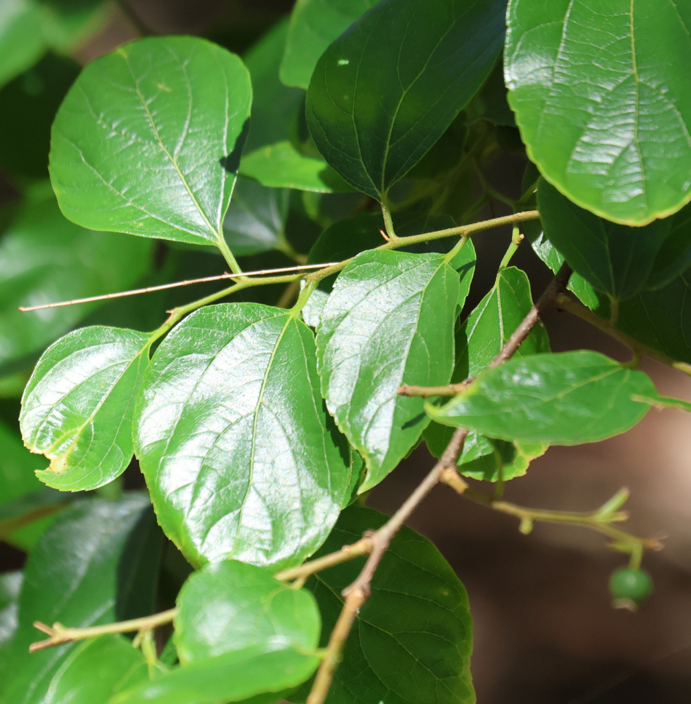 Chinese Hackberry from Lota Boardwalk, Brisbane QLD, Australia on ...