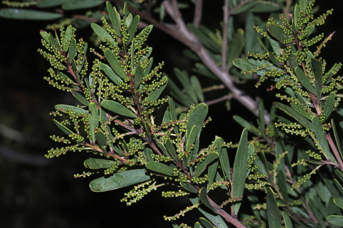 Subespecies Acacia mucronata dependens · iNaturalist Mexico