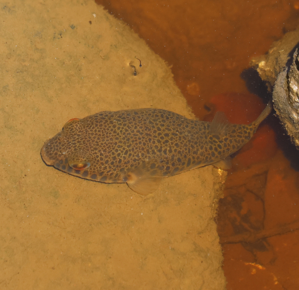 Common Toadfish from Lota Boardwalk, Brisbane QLD, Australia on October ...