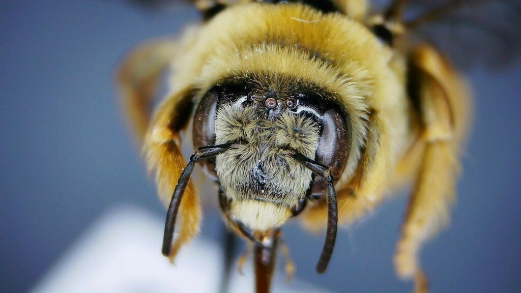 Sunflower Chimney Bee from Whitman County, WA, USA on September 15 ...