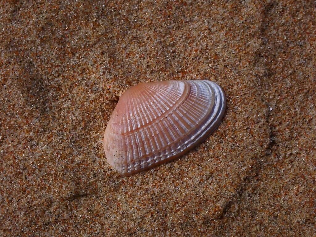 Hemidonax dactylus from Barcoongere NSW 2460, Australia on October 15 ...