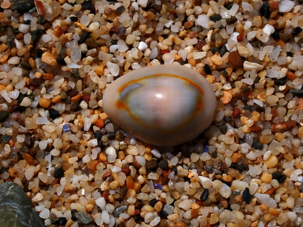 Gold Ring Cowry from Barcoongere NSW 2460, Australia on October 15 ...