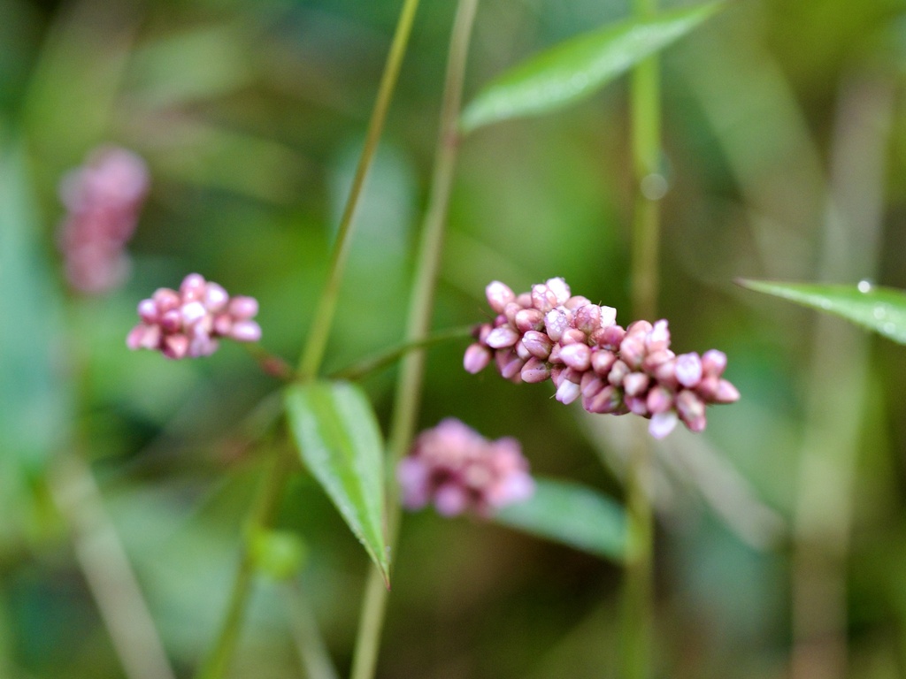 low smartweed from 本州, 舞鶴市, 京都府, JP on October 12, 2024 at 09:21 AM by ...