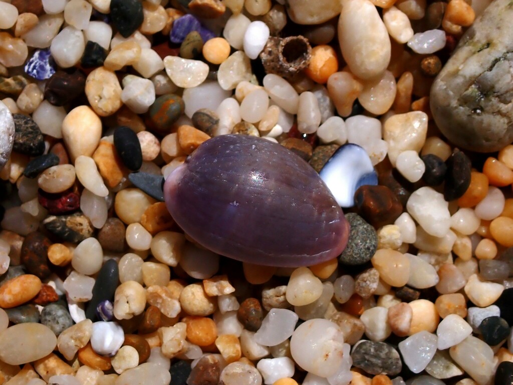 Naria poraria from Barcoongere NSW 2460, Australia on October 15, 2024 ...