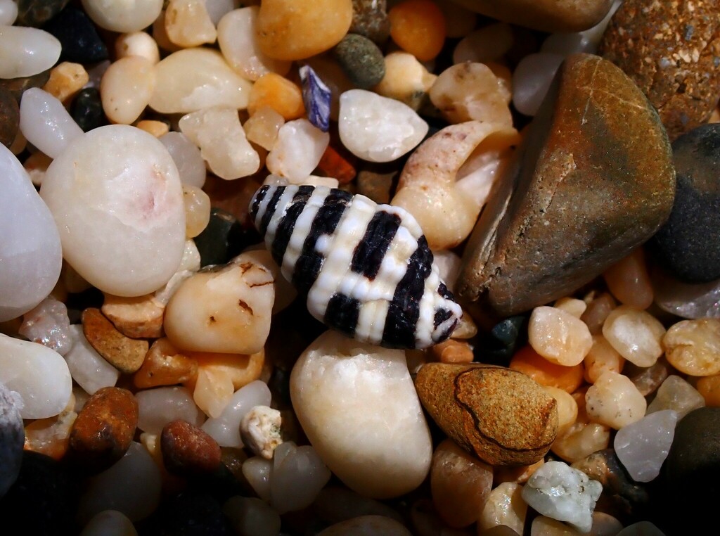 Engina zonalis from Barcoongere NSW 2460, Australia on October 15, 2024 ...