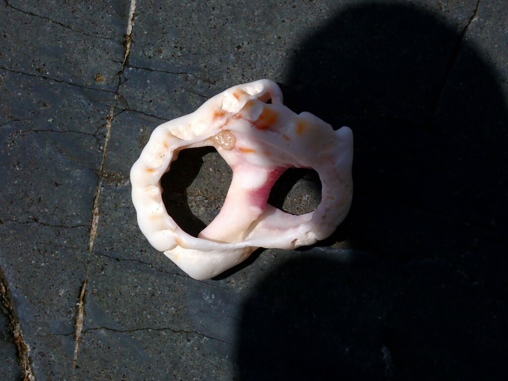 Bursa rosa from Barcoongere NSW 2460, Australia on October 15, 2024 at ...