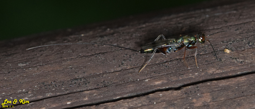 Chalcidoid Wasps from Woraksan, Jecheon, Chungcheongbuk-do, South Korea ...