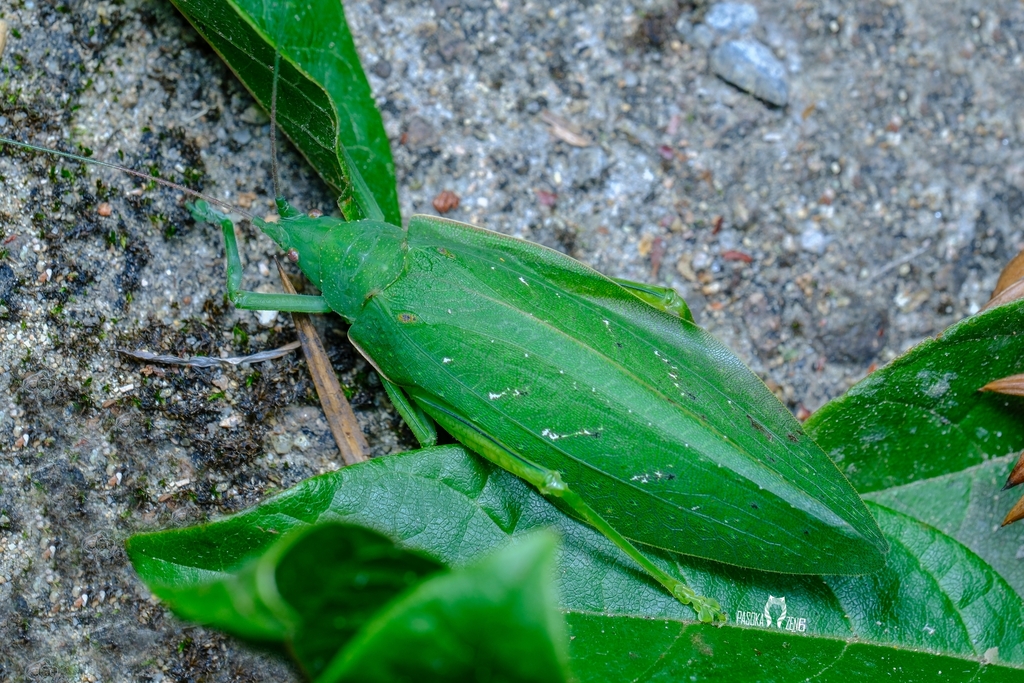 Phyllomimus klapperichi from 中国福建省南平市武夷山市 on October 7, 2024 at 12:11 ...