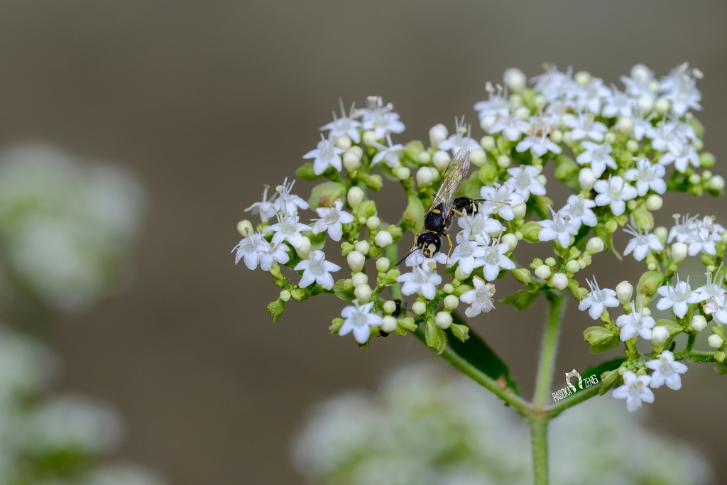 Beewolves from 中国福建省南平市武夷山市 on October 7, 2024 at 12:11 PM by 帕索卡 ...