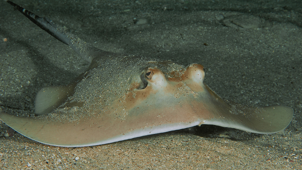 Mahogany Maskray from 琉球嶼, 琉球鄉, PIF, TW on October 13, 2024 at 10:49 PM ...