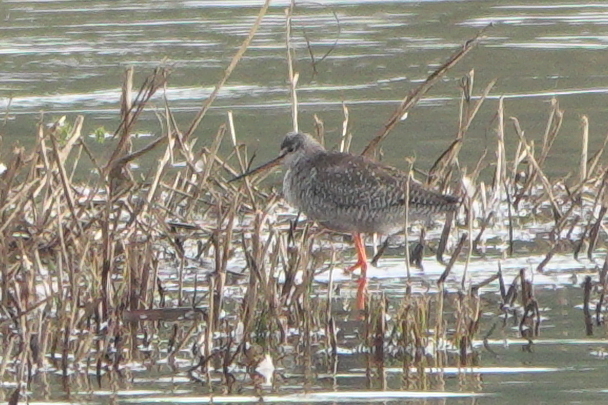 Spotted Redshank from Bowling Green Marsh RSPB Reserve, Devon on ...