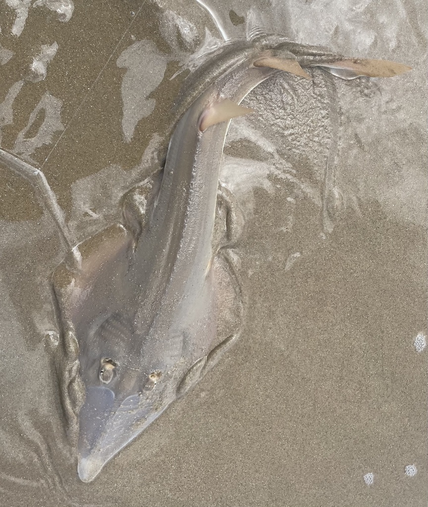Giant Guitarfish from Lugger Bay, South Mission Beach, QLD, AU on ...